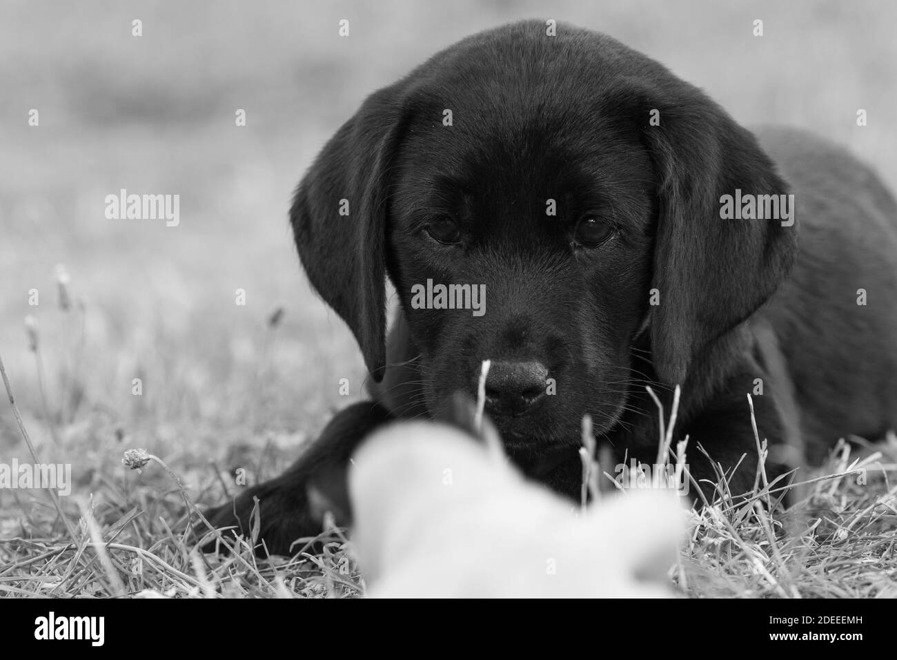 Cute portrait of an 8 week old black Labrador puppy sitting on the ...