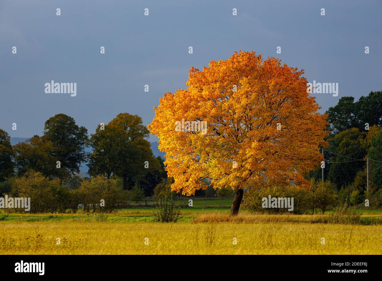 Maple tree in the indian summer time Stock Photo - Alamy
