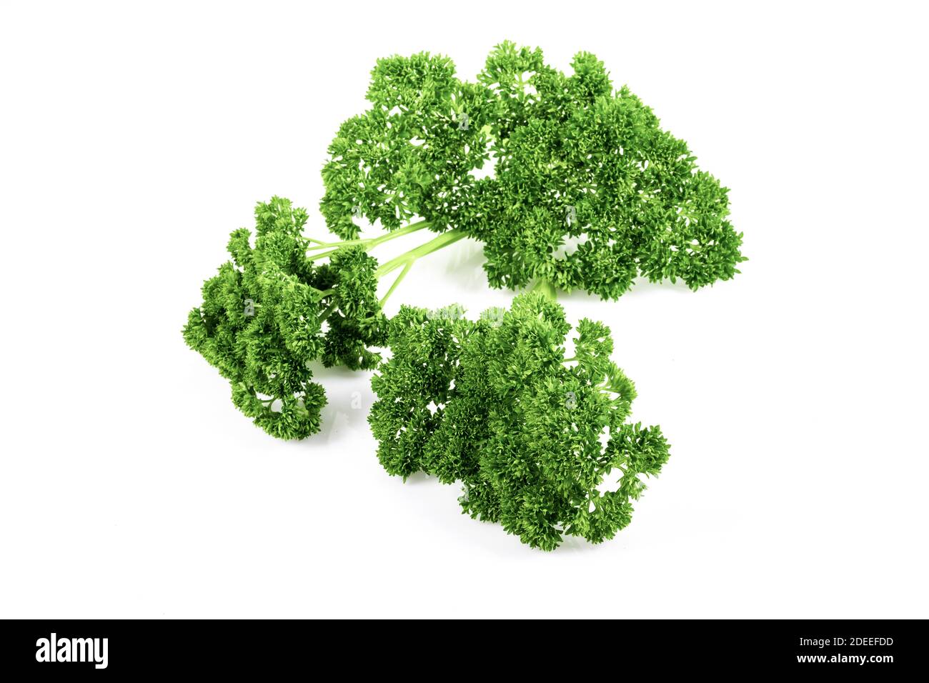 Fresh chervil / parsley on white background Stock Photo - Alamy