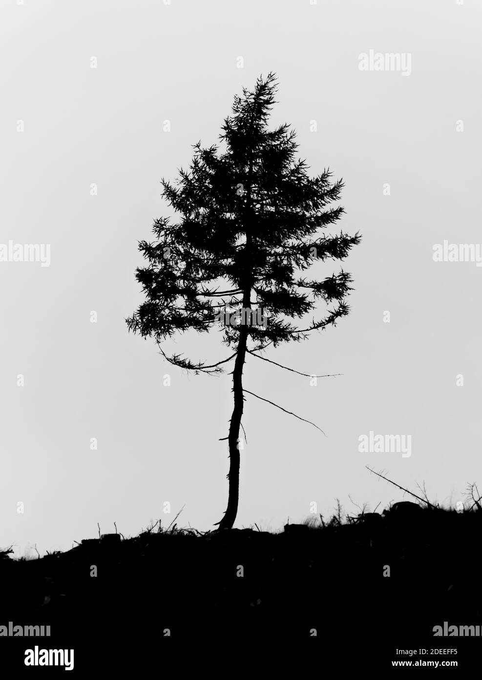 Silhouette forest single pine tree hi-res stock photography and images ...