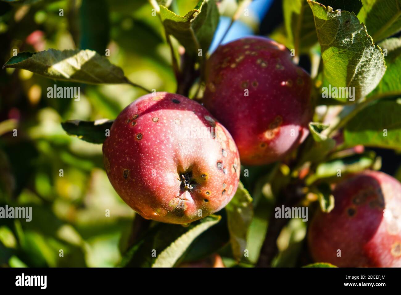 a stack of apples with apple scab disease Stock Photo - Alamy