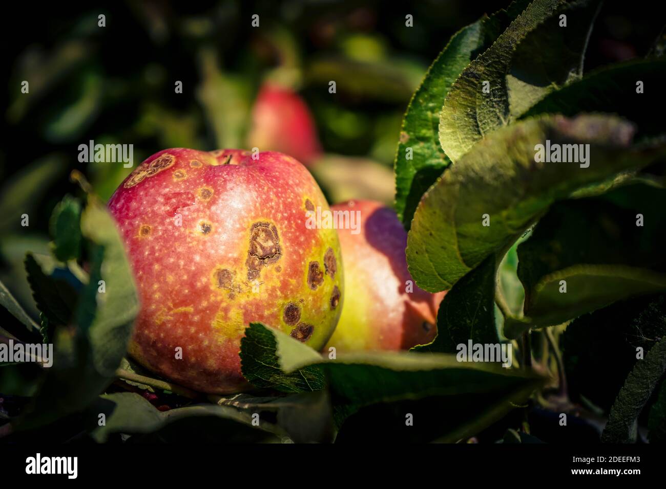 a stack of apples with apple scab disease Stock Photo - Alamy