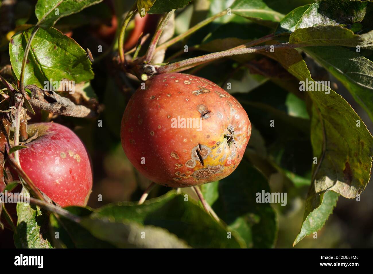 a stack of apples with apple scab disease Stock Photo - Alamy