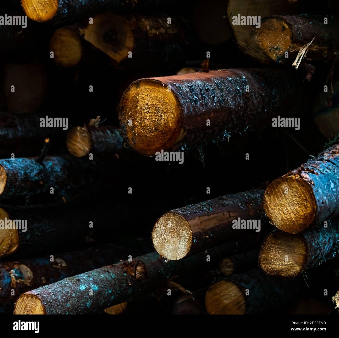 Timber logs from pine tree stacked and waiting for the saw. . High ...