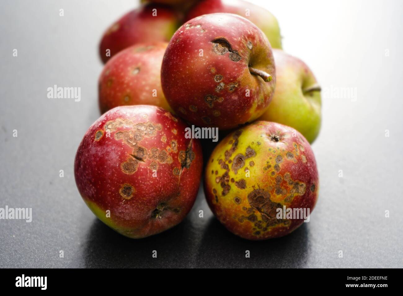 a stack of apples with apple scab disease Stock Photo - Alamy