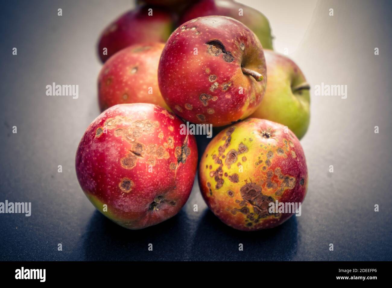 a stack of apples with apple scab disease Stock Photo - Alamy