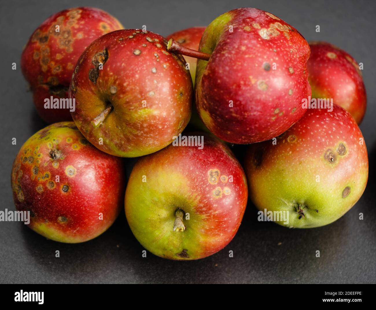 a stack of apples with apple scab disease Stock Photo - Alamy