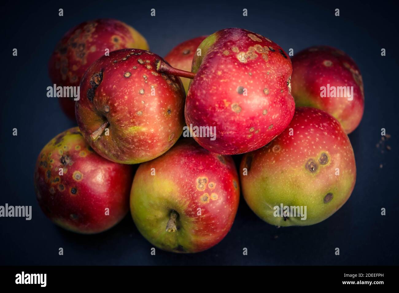 a stack of apples with apple scab disease Stock Photo - Alamy