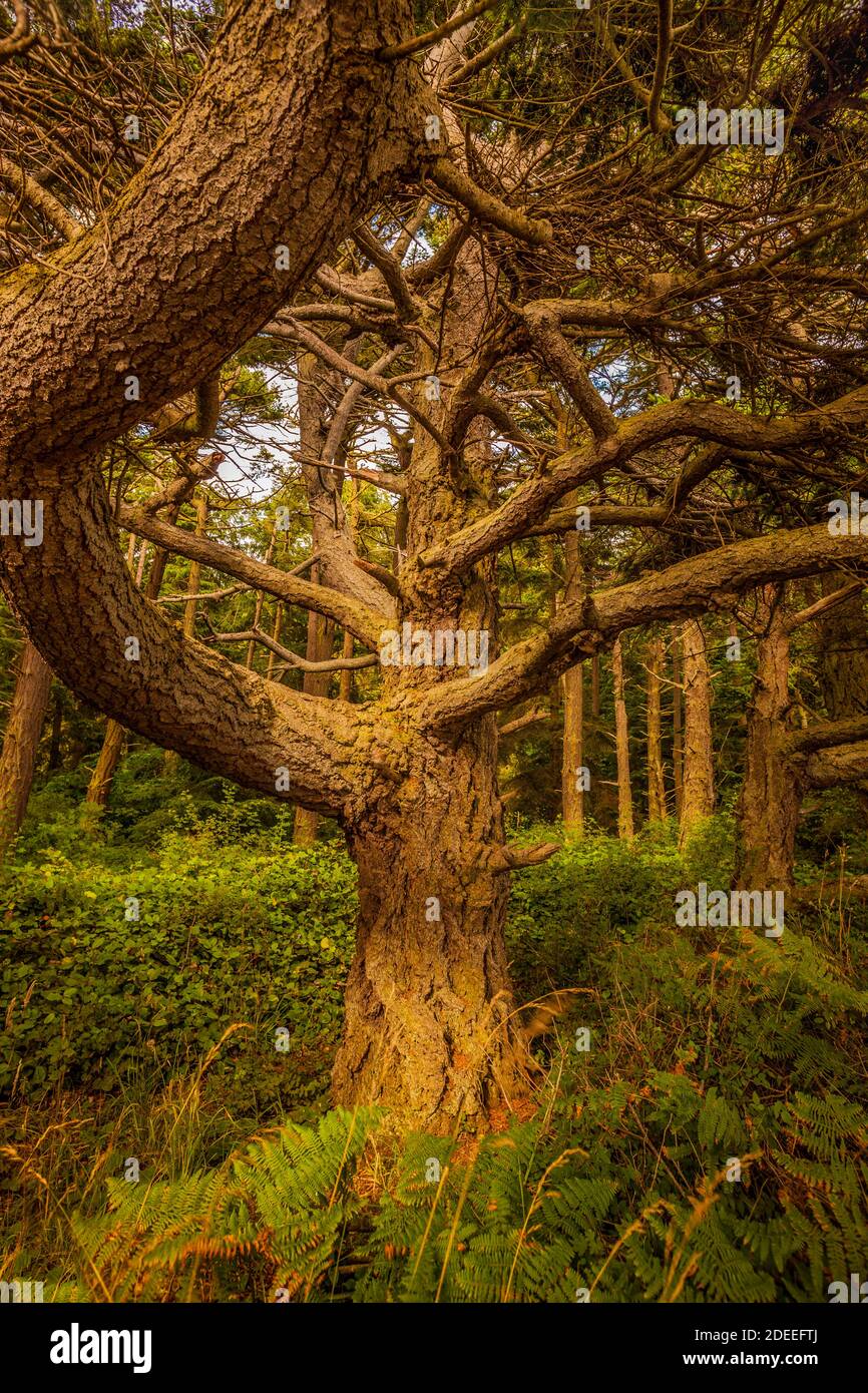 Old growth tree hi-res stock photography and images - Alamy
