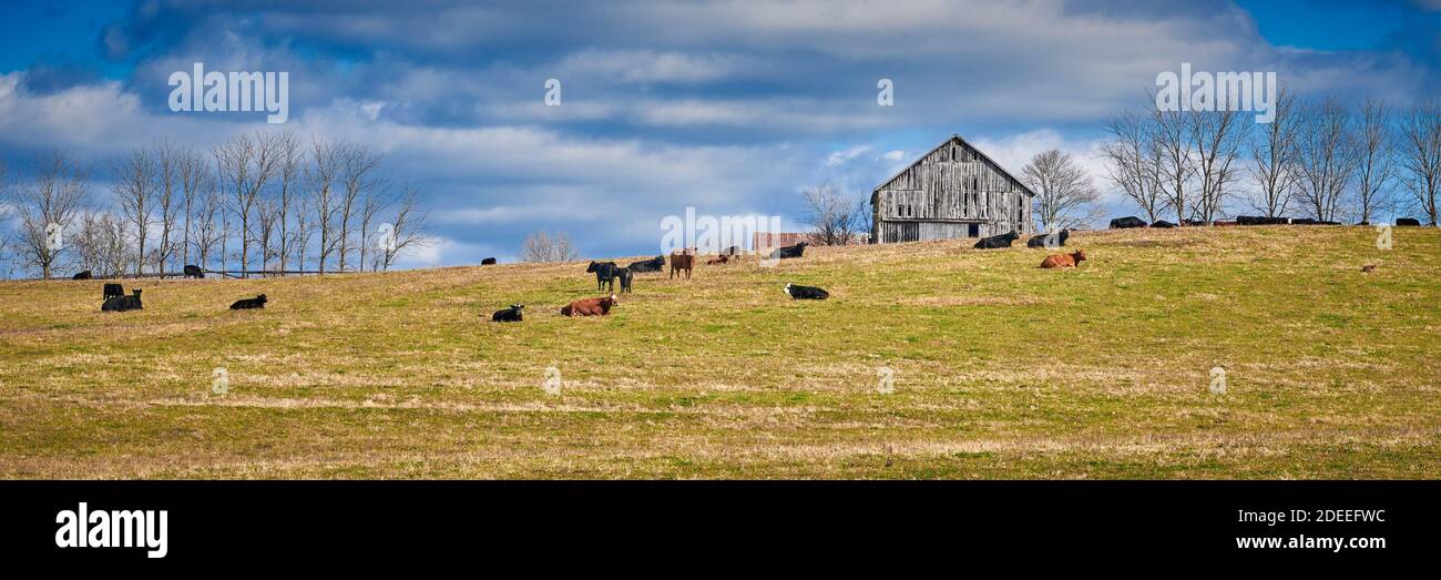 Cows laying in a field by a tobacco barn, Central Kentucky Stock Photo ...