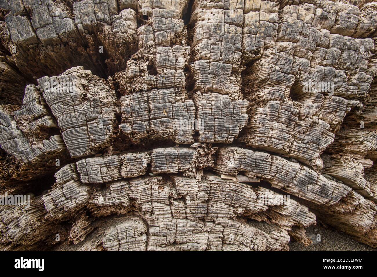 Decay tree hi-res stock photography and images - Alamy