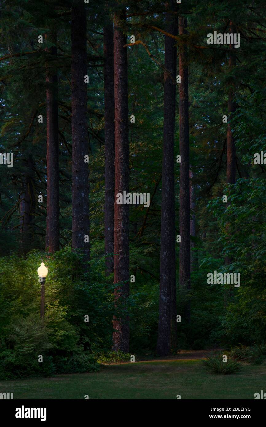Lamp in woods Stock Photo - Alamy
