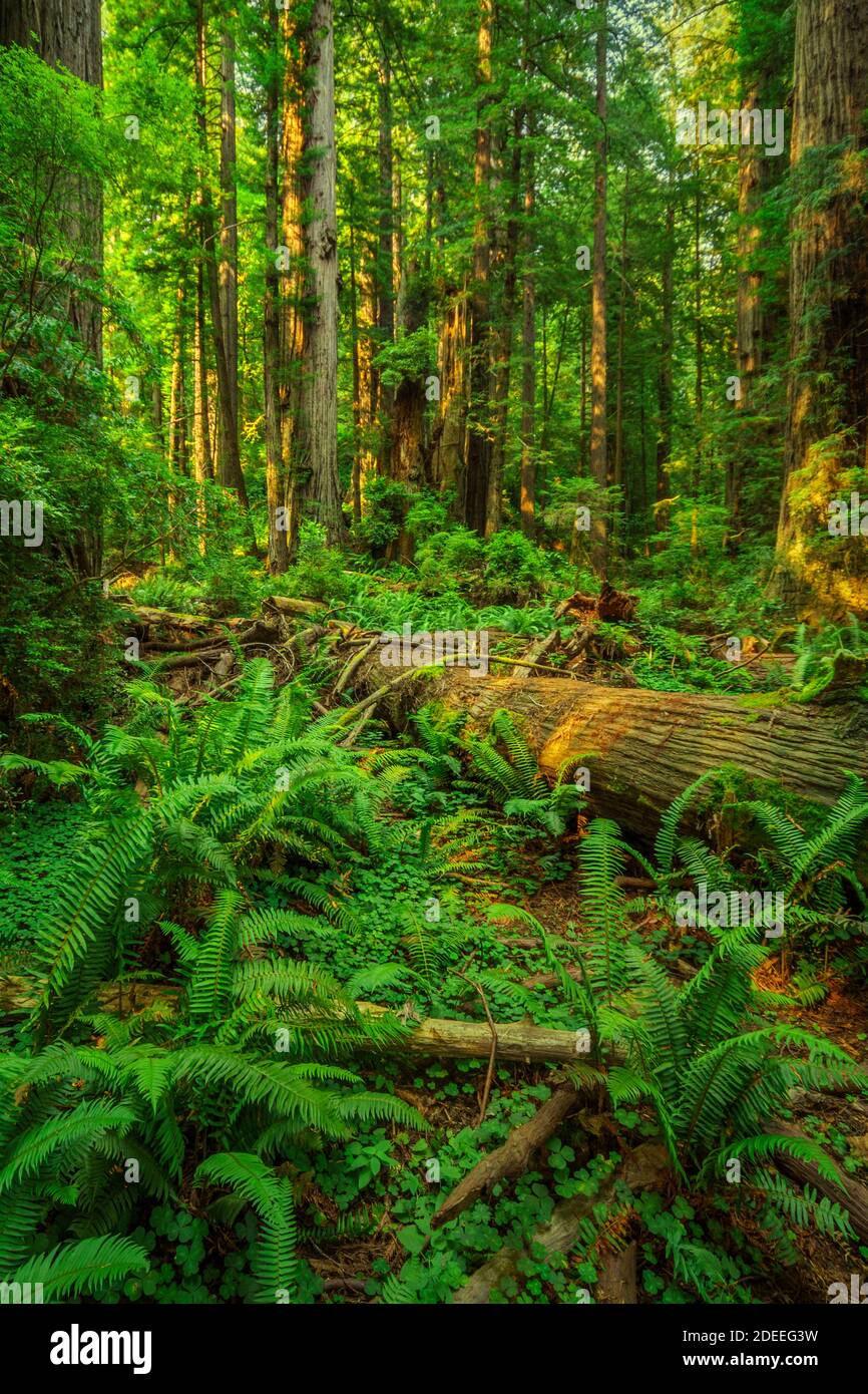 Redwood forest people hi-res stock photography and images - Alamy