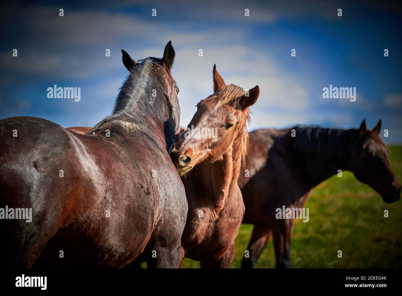 Horses nibbling on each other with blurry background Stock Photo - Alamy