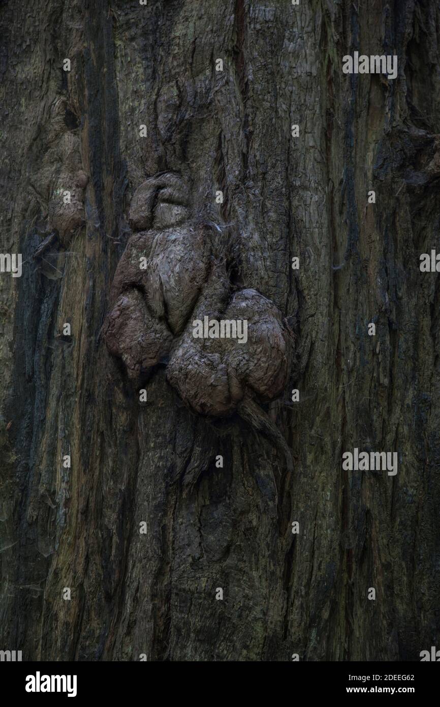 Strange tree hi-res stock photography and images - Alamy