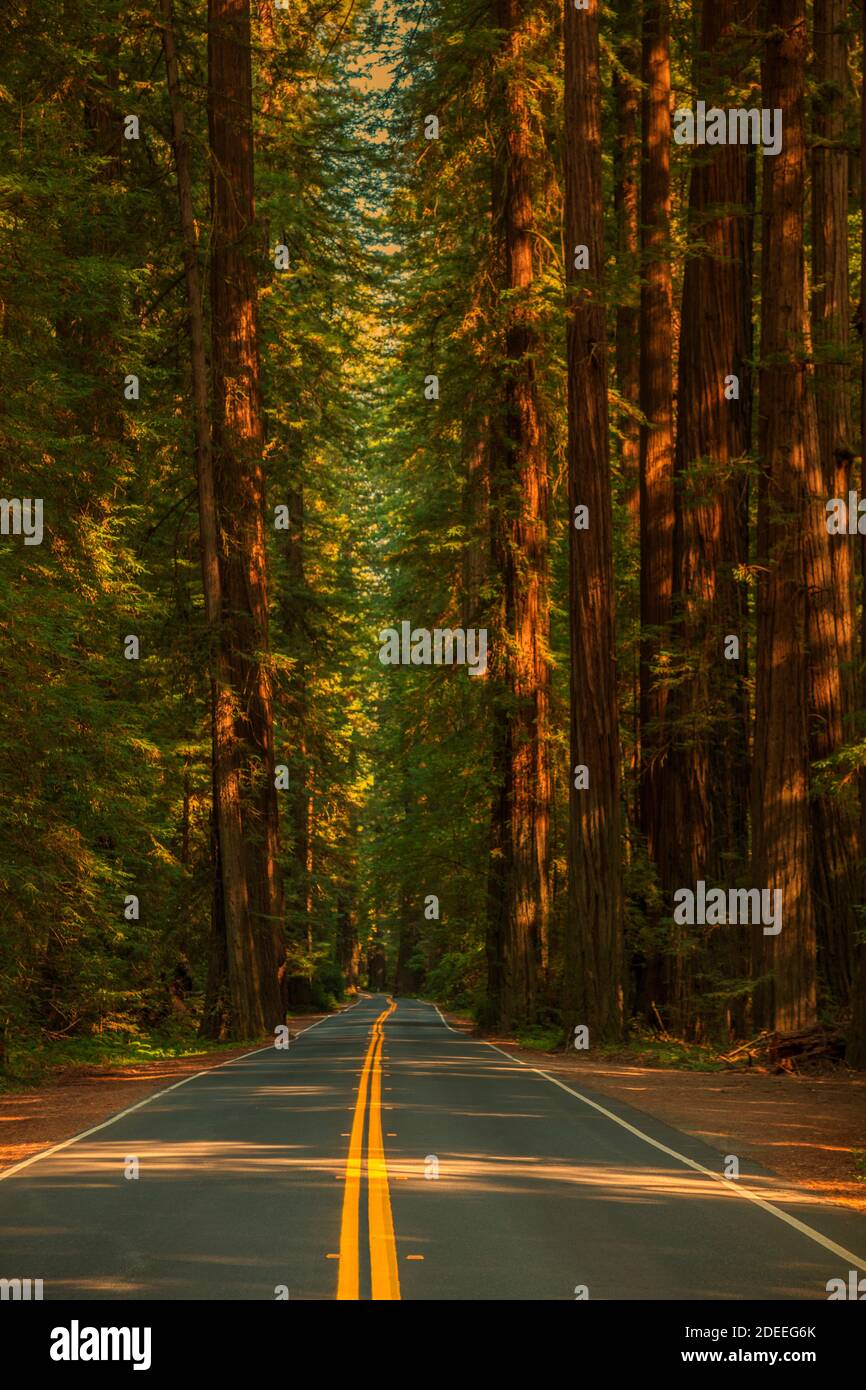 Road in Redwood Forest Stock Photo - Alamy
