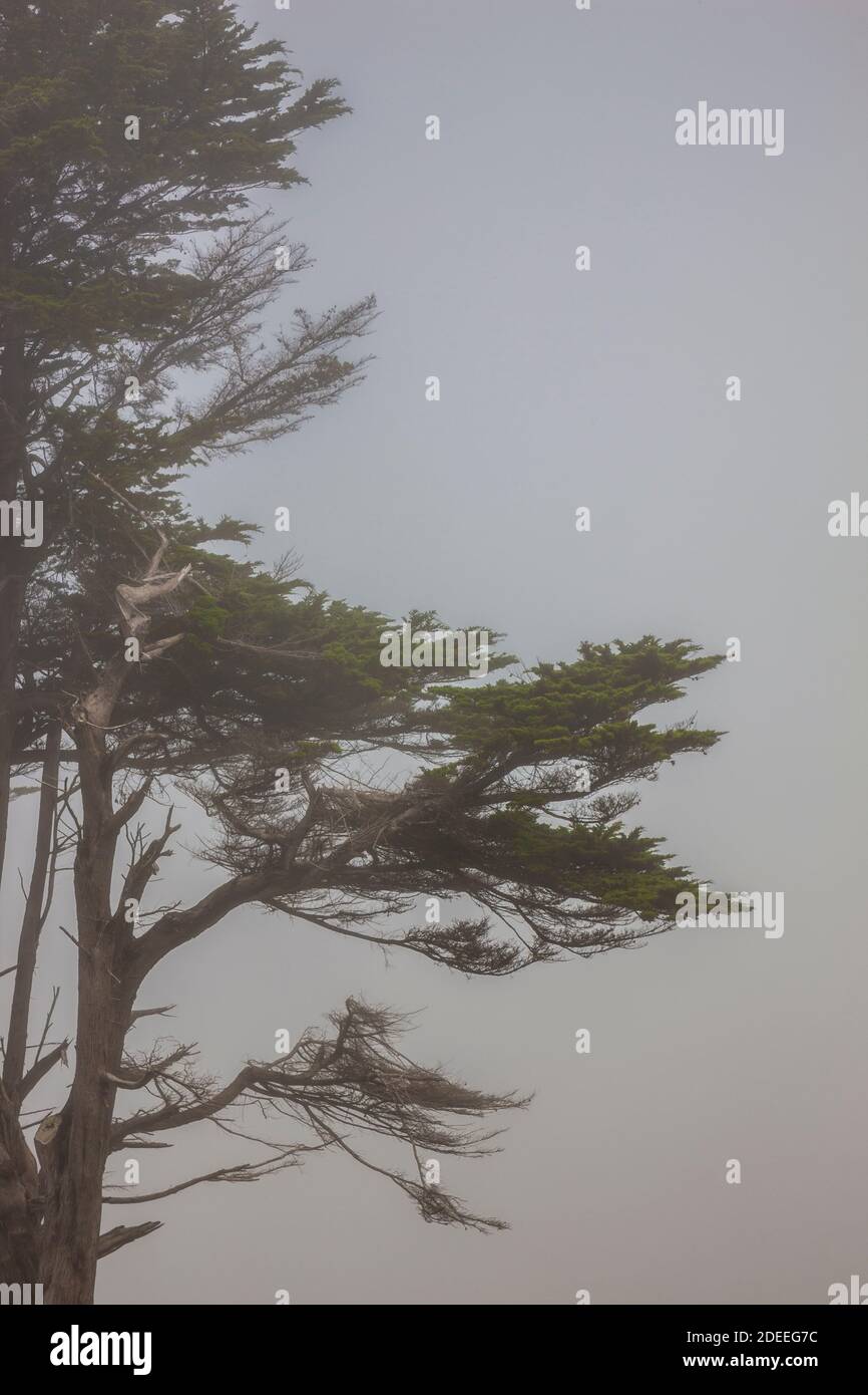Wind swept tree in California Stock Photo - Alamy