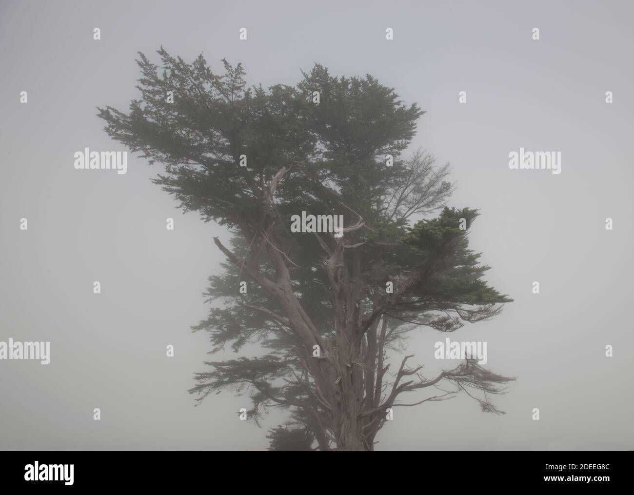 Wind swept tree in California Stock Photo - Alamy