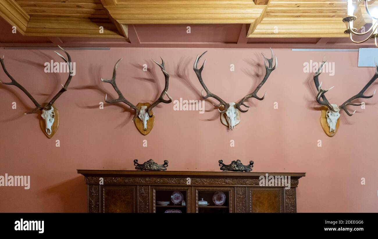 Deer Antlers in the Interior of the Hunter's Castle Medieval Retro ...