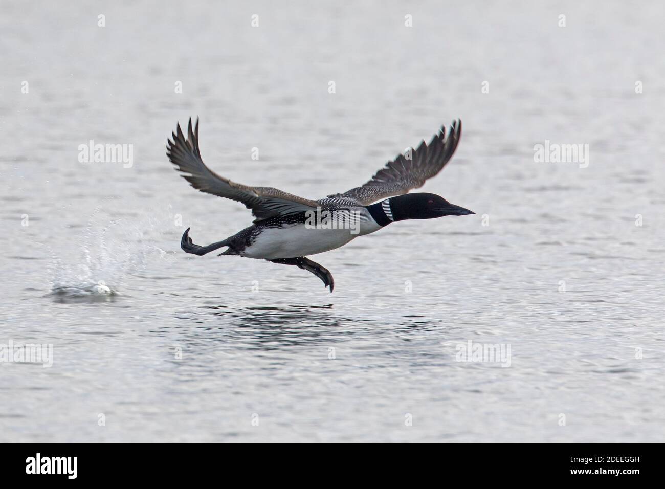 Common loon / great northern diver (Gavia immer) in breeding plumage ...