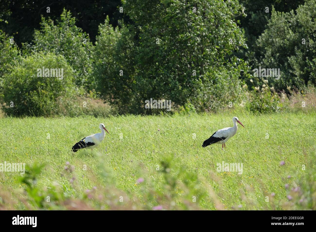 Birds of stork family hi-res stock photography and images - Alamy