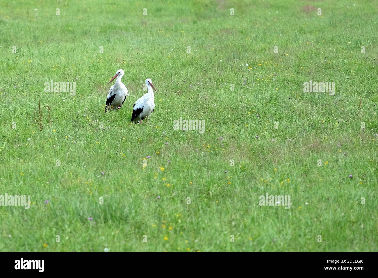 Stork feeding on grass in hi-res stock photography and images - Alamy