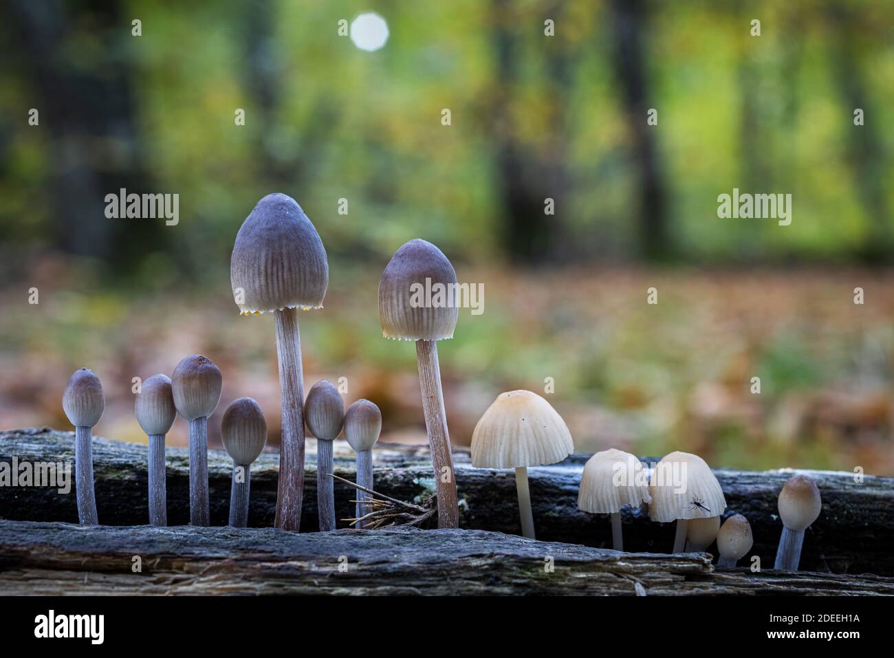 A closeup shot of a group of Mycena sp. mushrooms in a chestnut forest ...