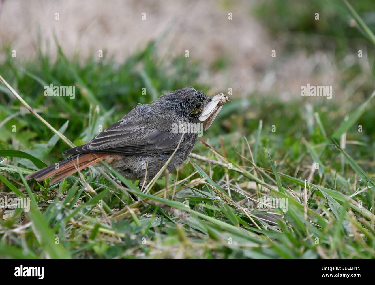 Redstart catching a moth Stock Photo - Alamy