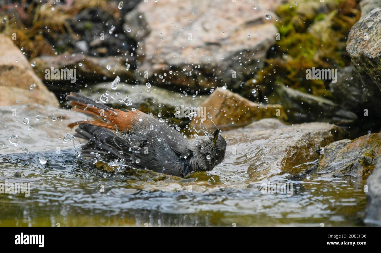 Bathing in a pond hi-res stock photography and images - Alamy