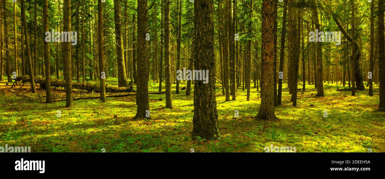 Trees in Banff National Park Stock Photo - Alamy