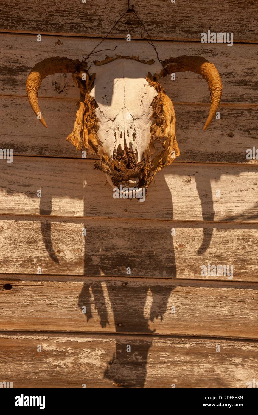 old animal skull on barn wall Stock Photo - Alamy