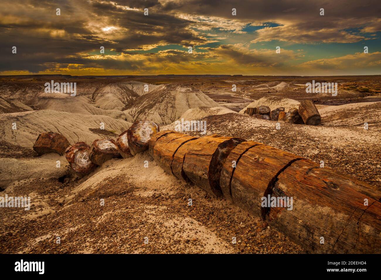 Petrified rocks in forest hi-res stock photography and images - Alamy