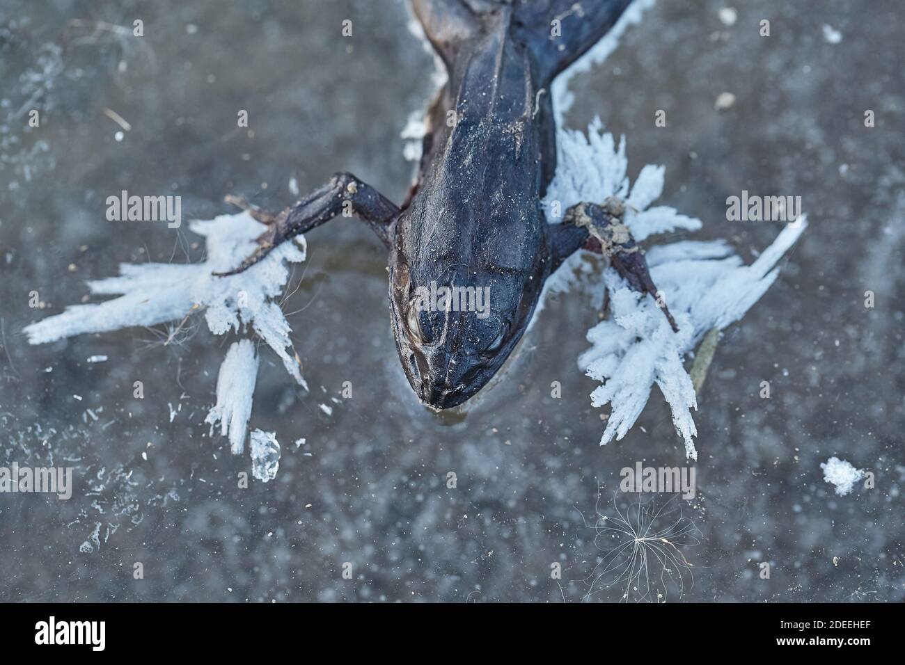 Frozen frog on ice Stock Photo - Alamy