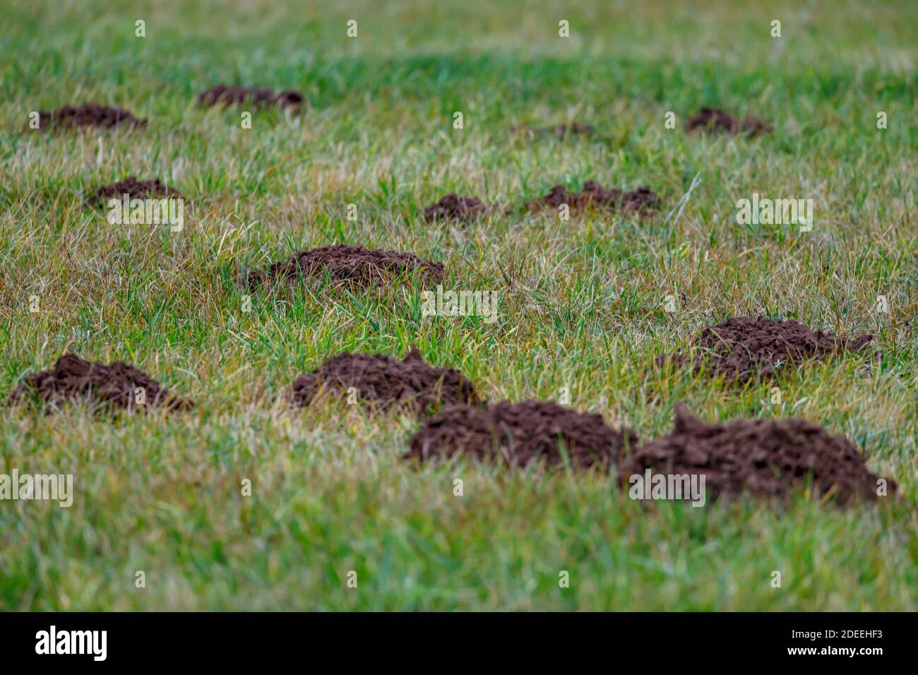 Mole and molehills garden hi-res stock photography and images - Alamy
