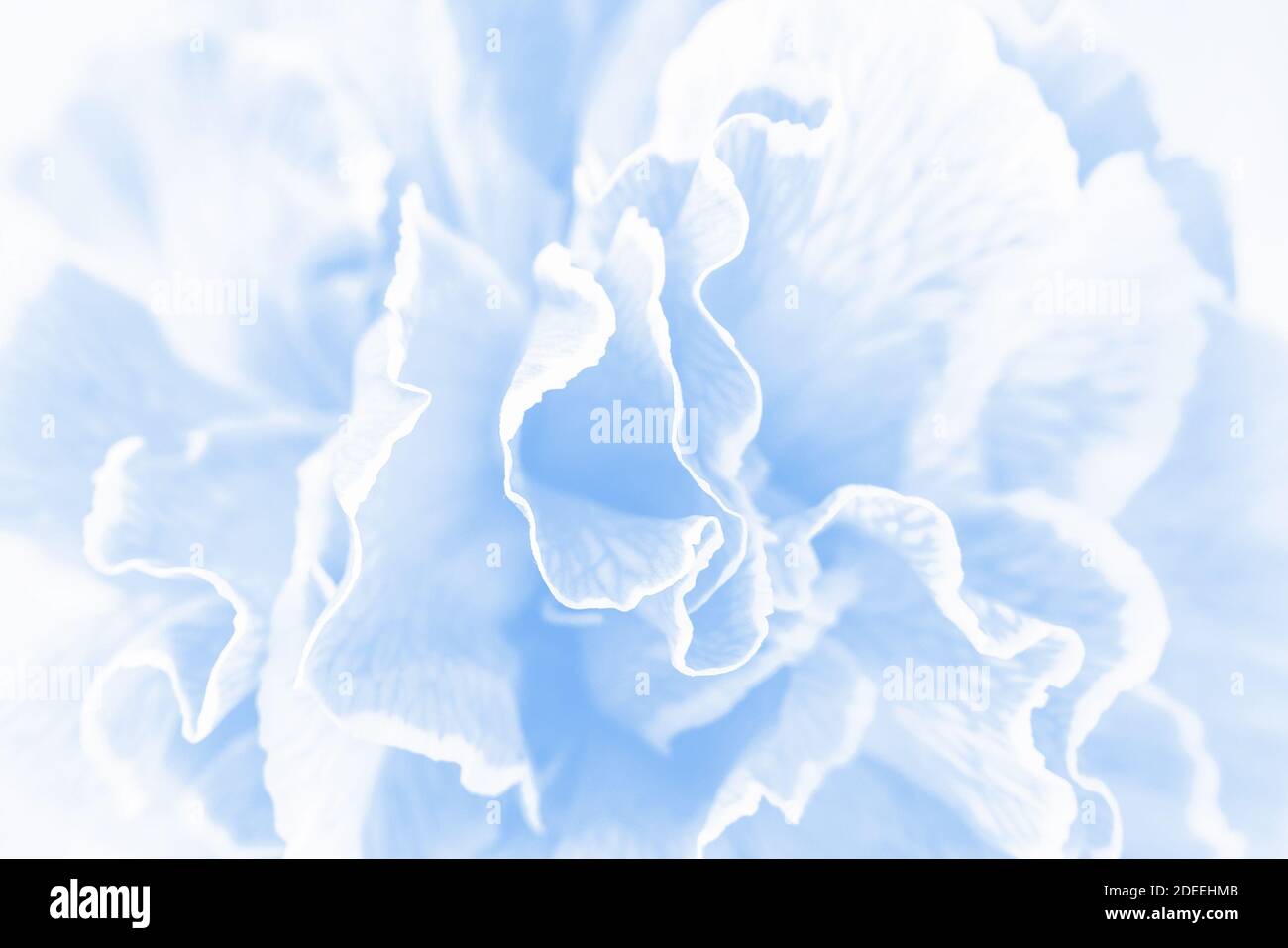 Light blue carnation flower hi-res stock photography and images - Alamy