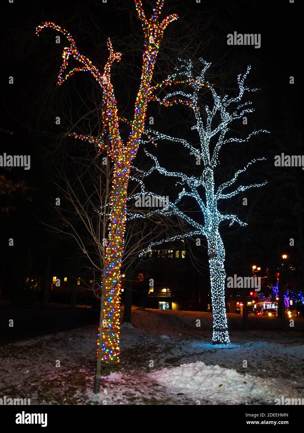 Trees of color int he night sky Stock Photo - Alamy