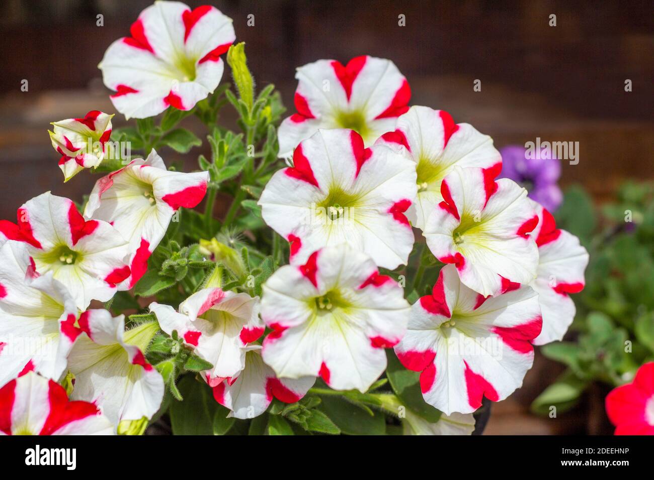 Petunia. Beautiful lush Petunia bushes bloom in the summer garden Stock ...