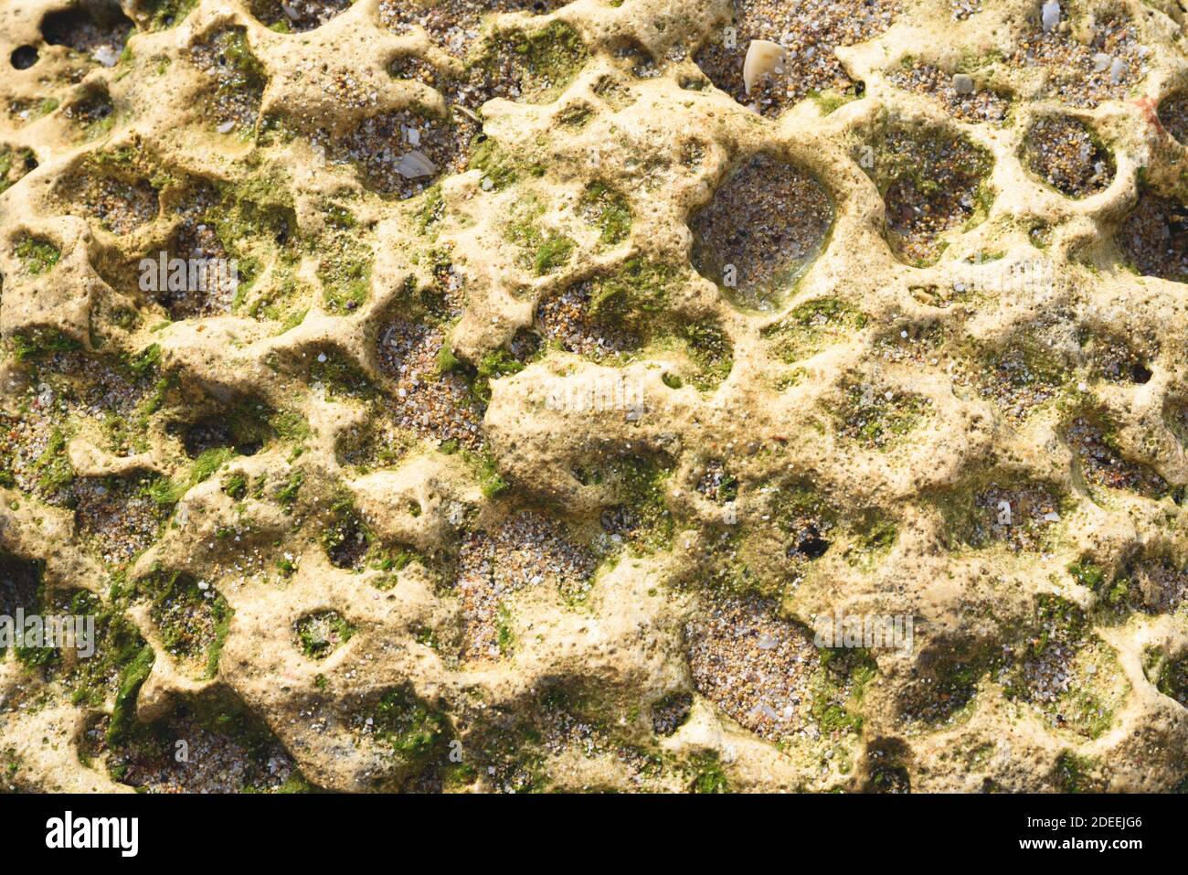 Abstract textured background of the rock of dead corals. Coral pattern ...