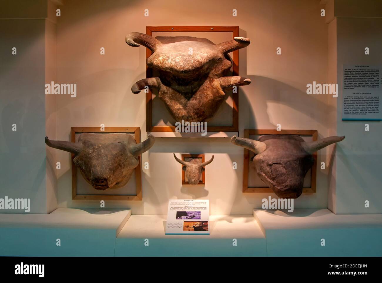 Bull heads hi-res stock photography and images - Alamy