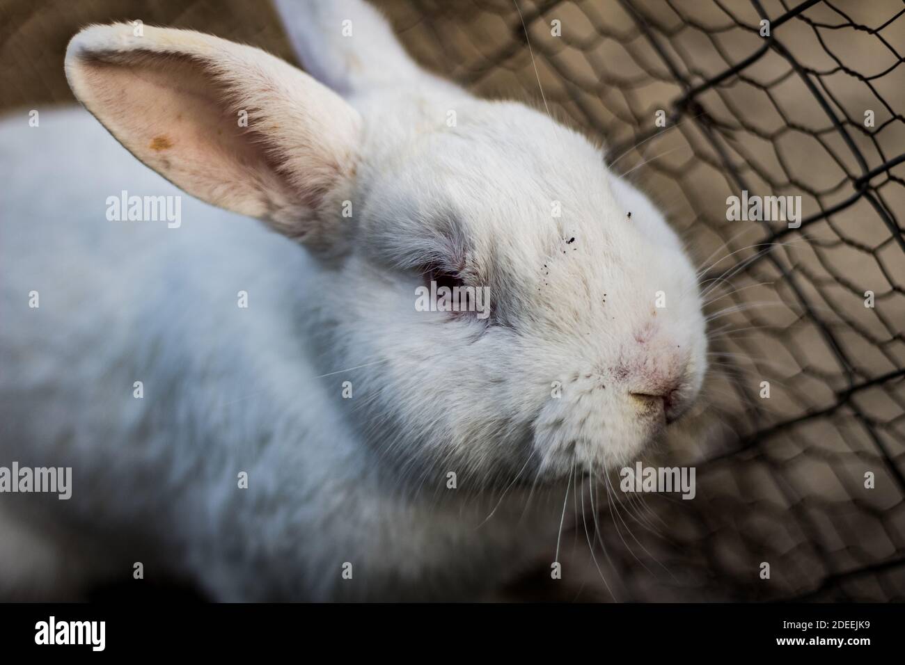 Bunny nose hi-res stock photography and images - Alamy