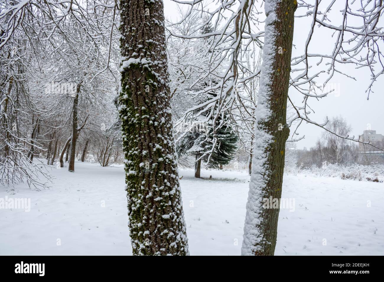 Double tree trunk hi-res stock photography and images - Alamy