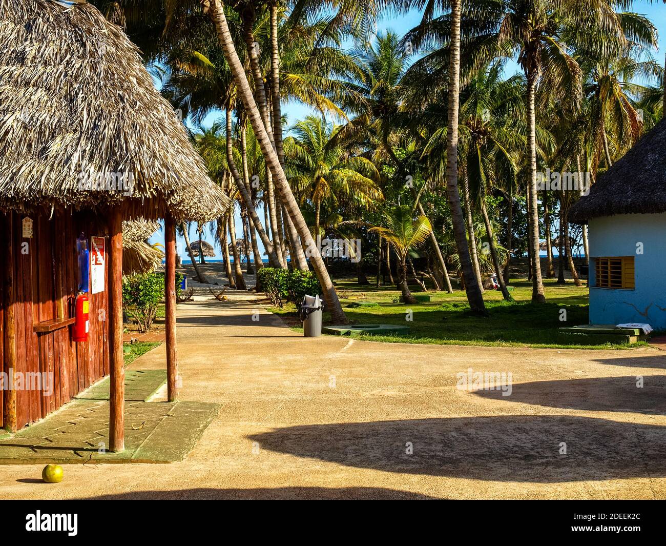 Coconut grooves near the beach. Cuban spring - Beautiful tropical ...