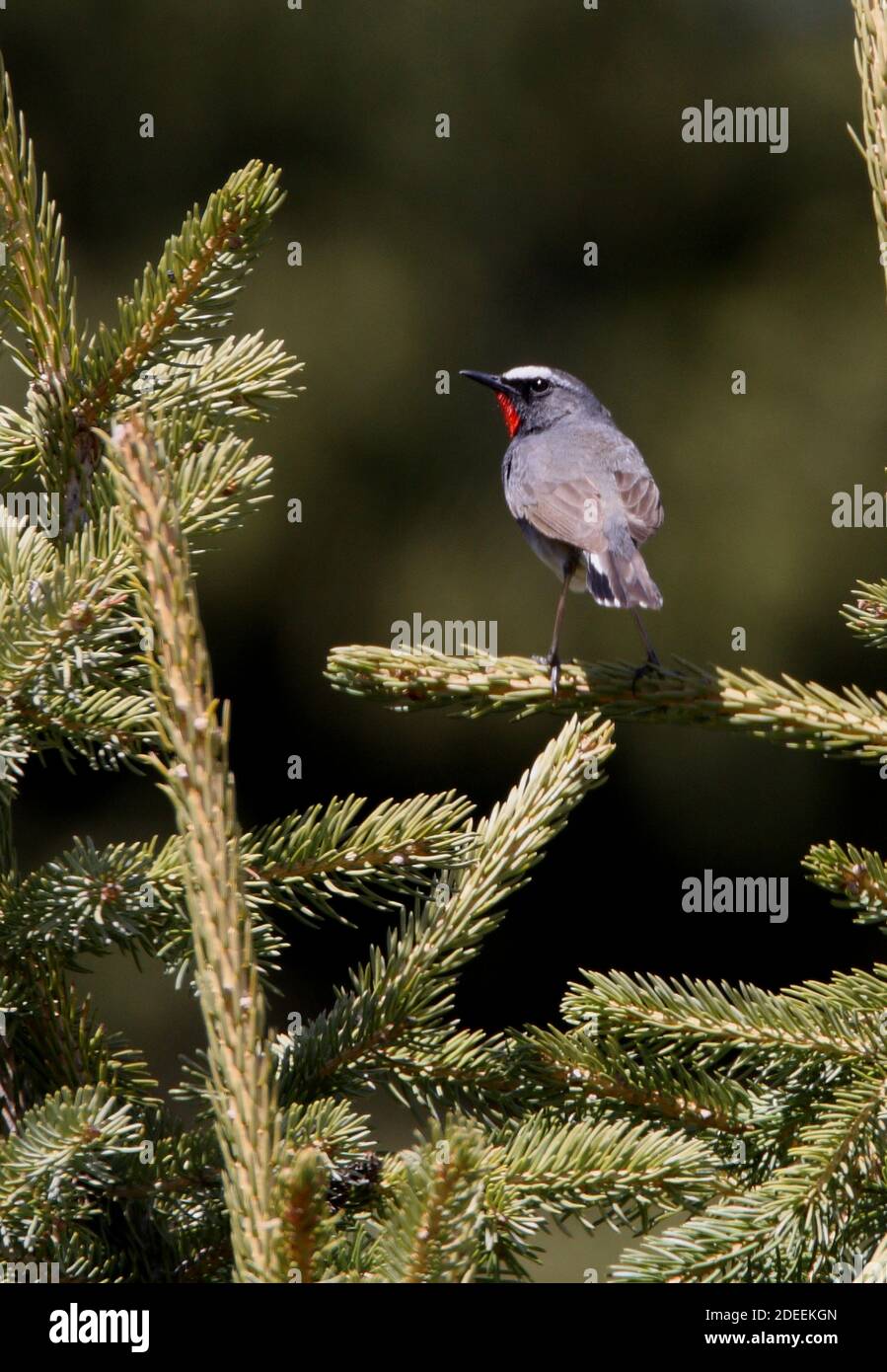 Himalayan Bird High Resolution Stock Photography and Images - Alamy