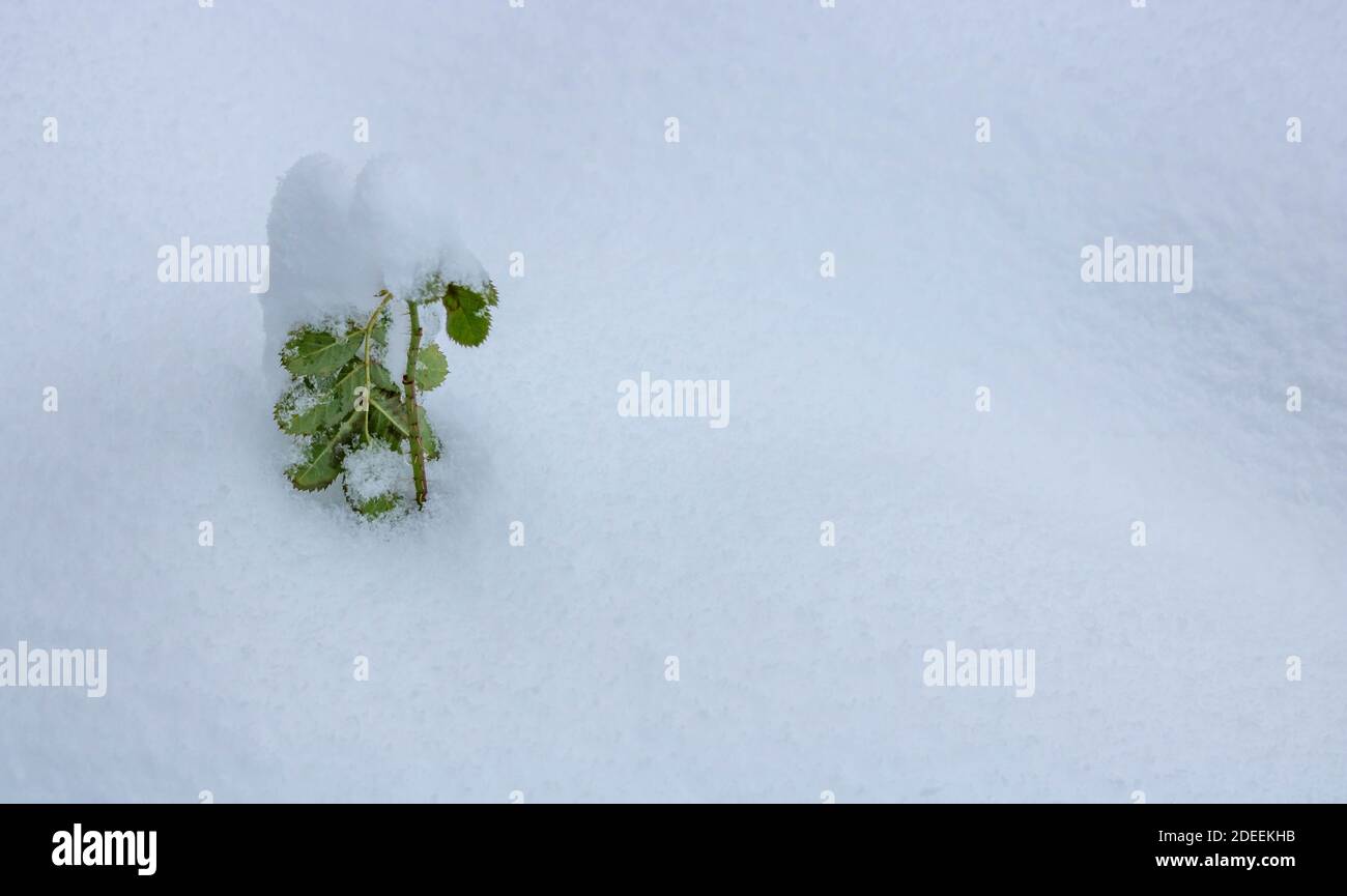 Beautiful green plant sprouting through the snow in the winter Stock ...