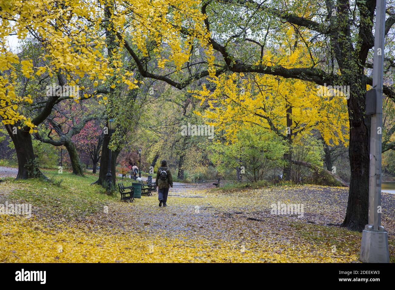 Autumn leaves blanket the ground in Prospect Park during the late fall ...