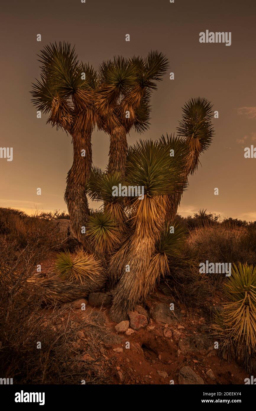 Cactus in desert hi-res stock photography and images - Alamy