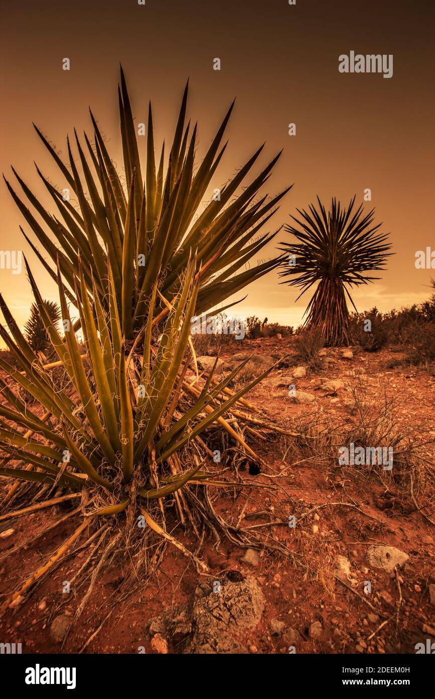 Sand cactus hi-res stock photography and images - Alamy