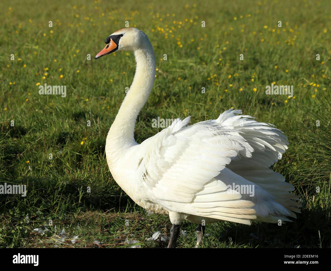 Swan standing hi-res stock photography and images - Alamy