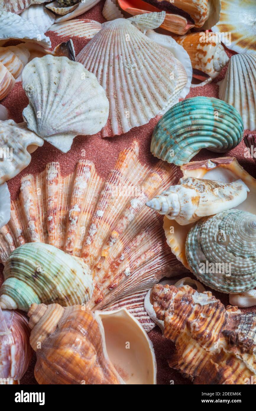 Close up sea shells hi-res stock photography and images - Alamy