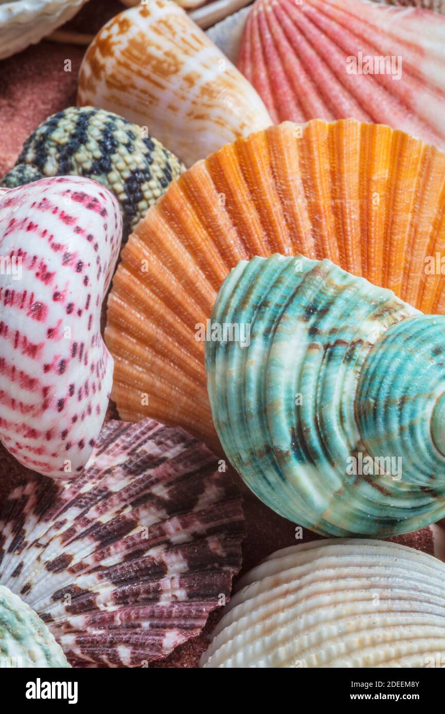 Vivid shell hi-res stock photography and images - Alamy